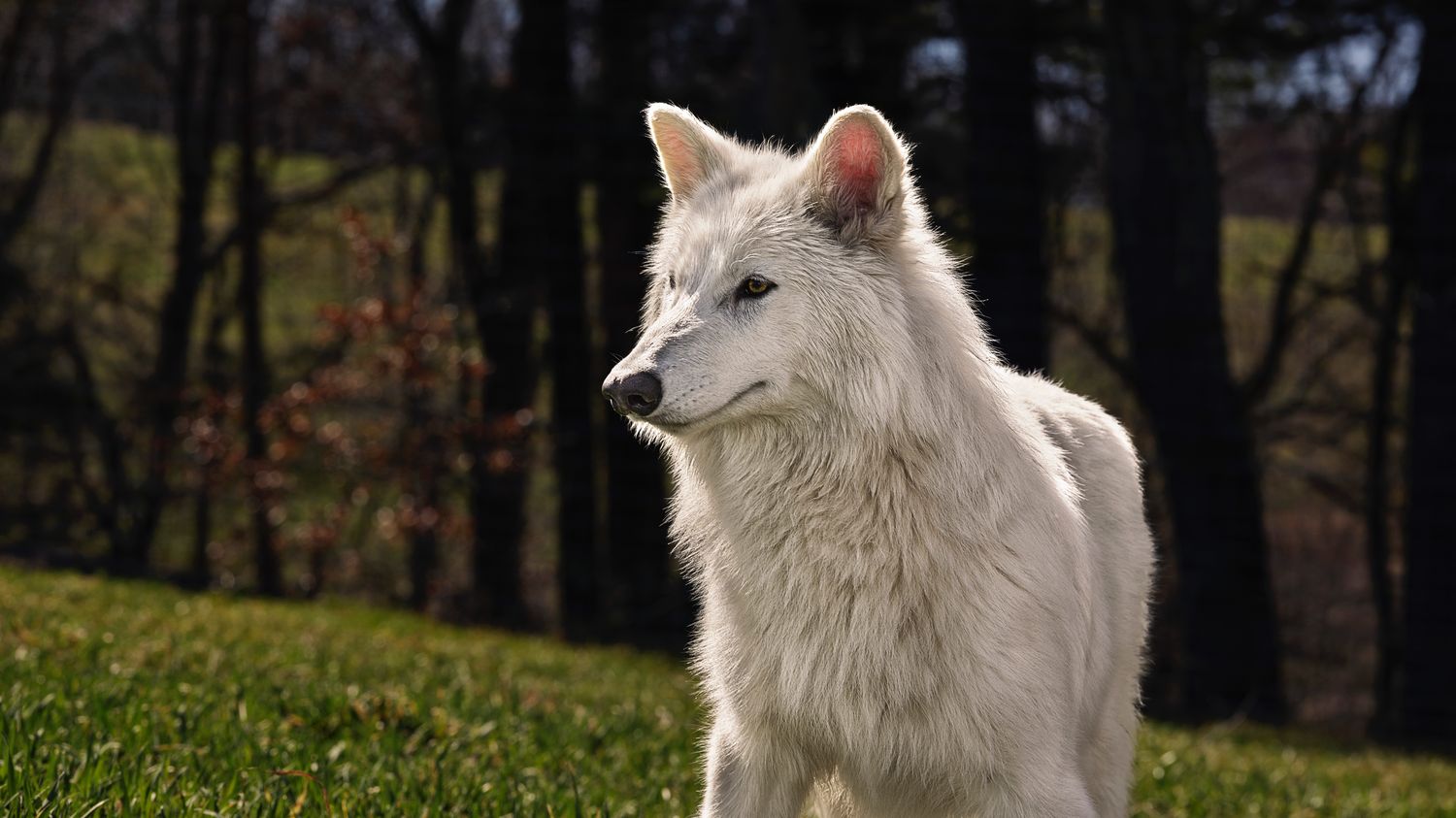 VRAI OU FAUX. Le loup sinistre, éteint il y a plus de 10 000 ans, a-t ...